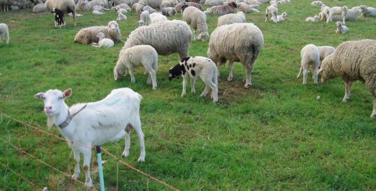 New diagnostic method for gastrointestinal nematode (roundworm ...