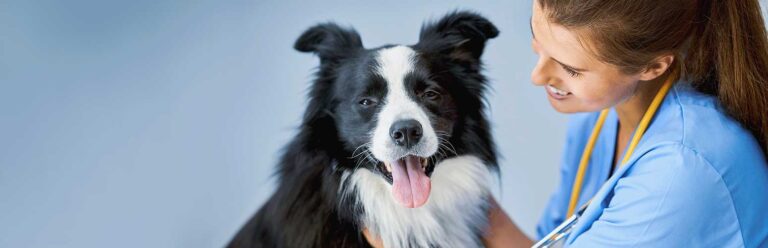 Biovet - Better diagnostics. Better medicine.